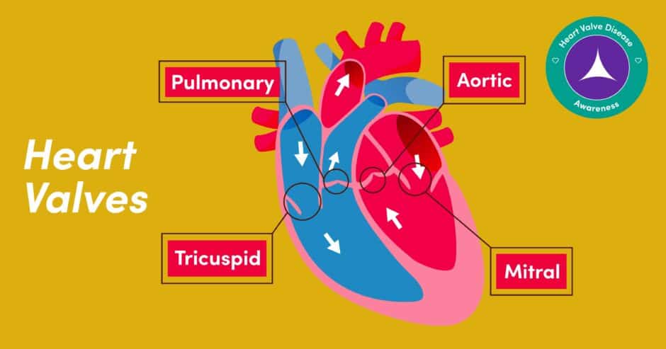 Heart Valve Disease Awareness Week - Global Heart Hub